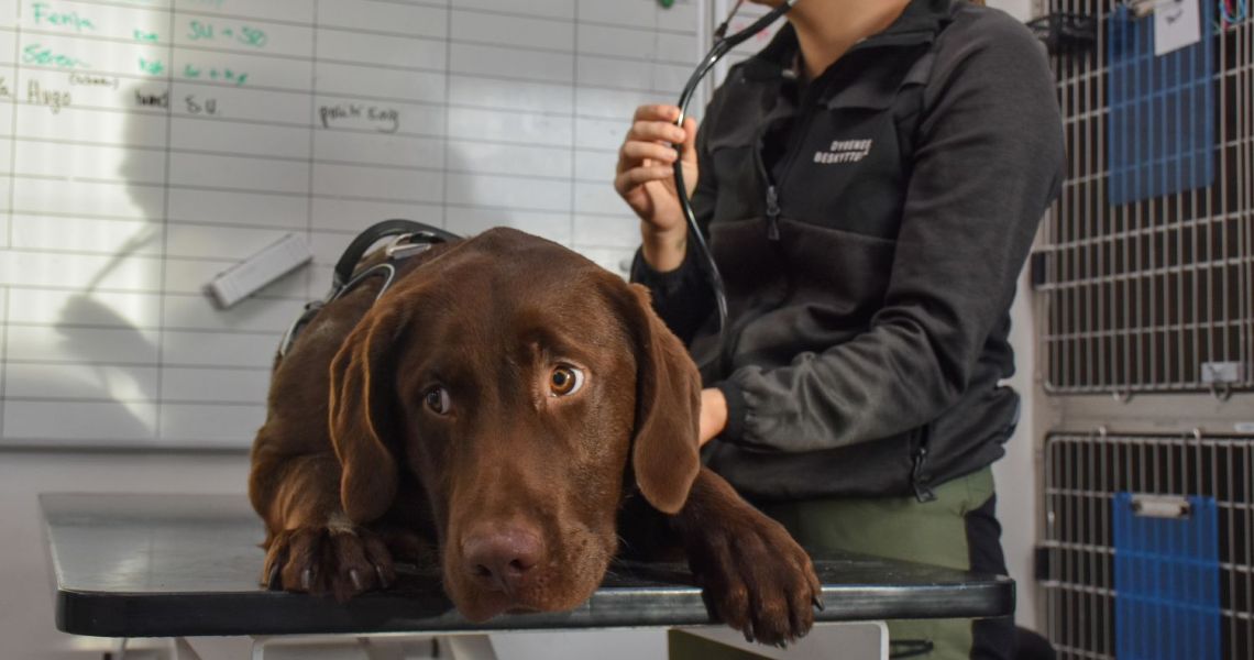 Dyrenes Beskyttelses internat i Nordjylland får over 4 millioner: Nu får dyrene deres helt egen ...